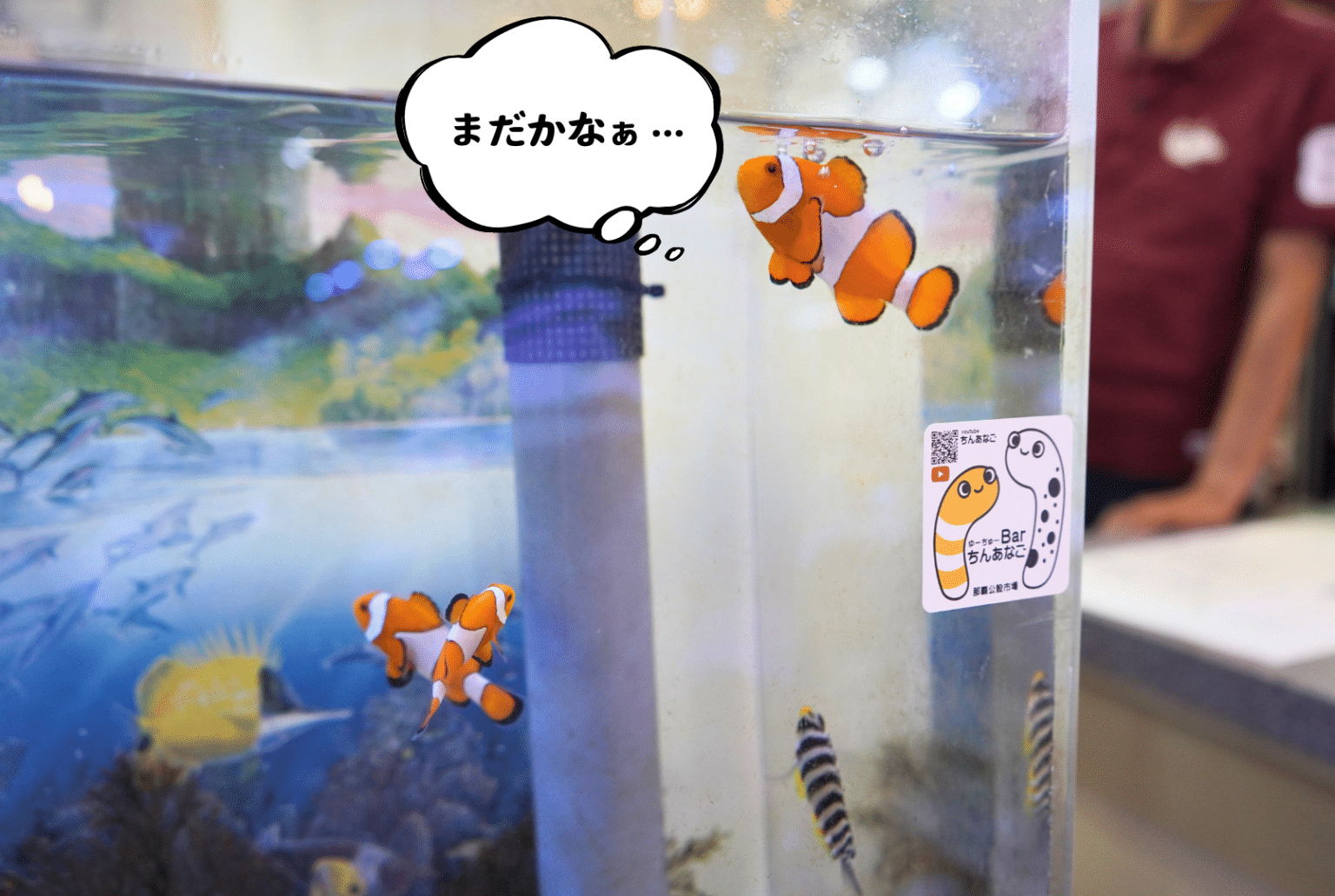 面白すぎる海洋生物の世界 | 湯浅町観光公式ホームページ